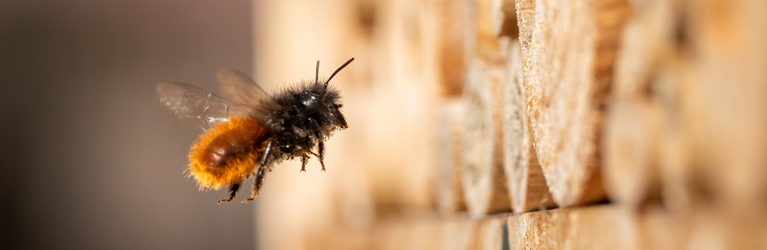 All anmial categories