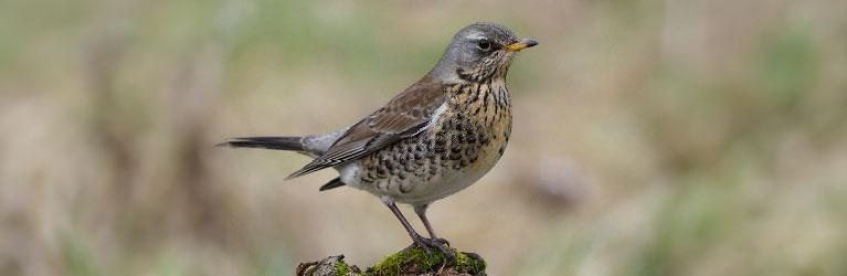 Welcome by our Animalpedia