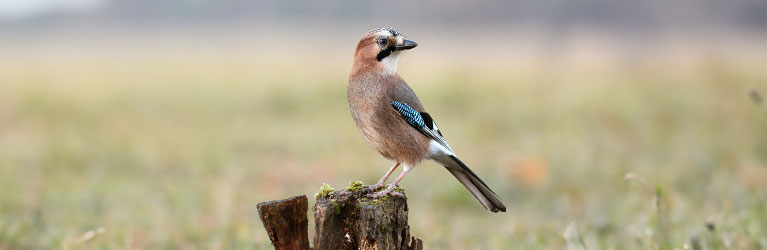 Welcome by our Animalpedia