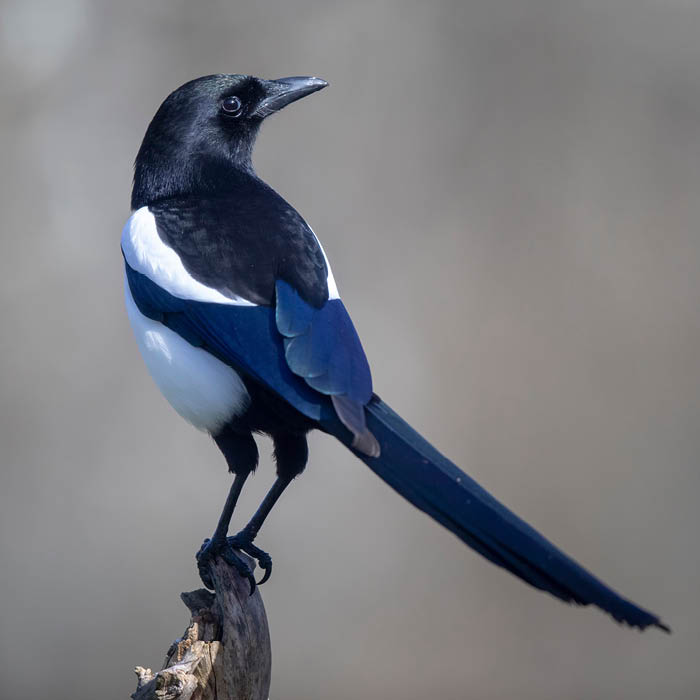 The Magpie - facts, products & more