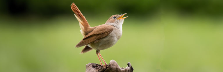 Welcome by our Animalpedia