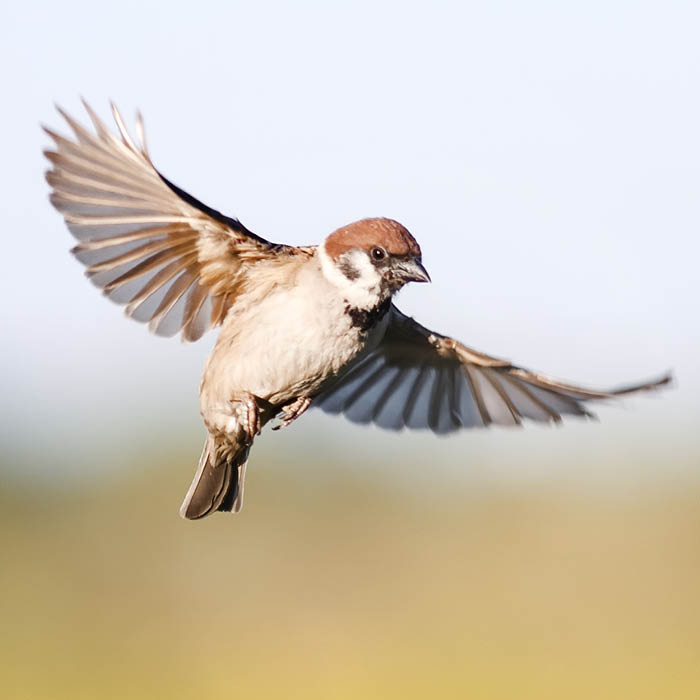 The Tree sparrow - facts, products & more