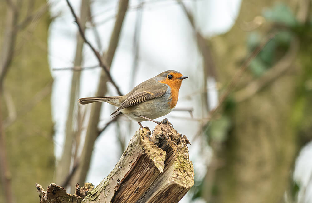 Beginner’s guide to birdwatching