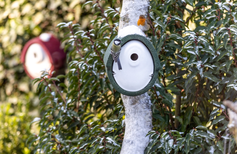 When to put up a birdhouse - a simple guide