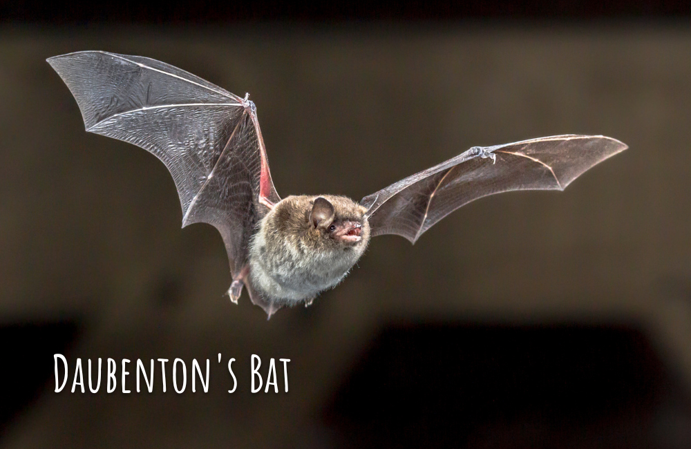 Facts and myths about bats