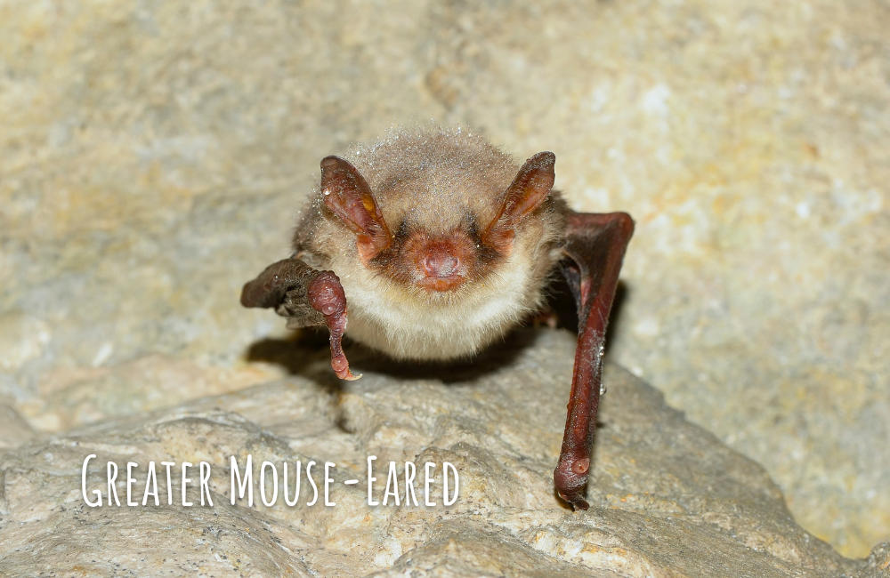 Facts and myths about bats