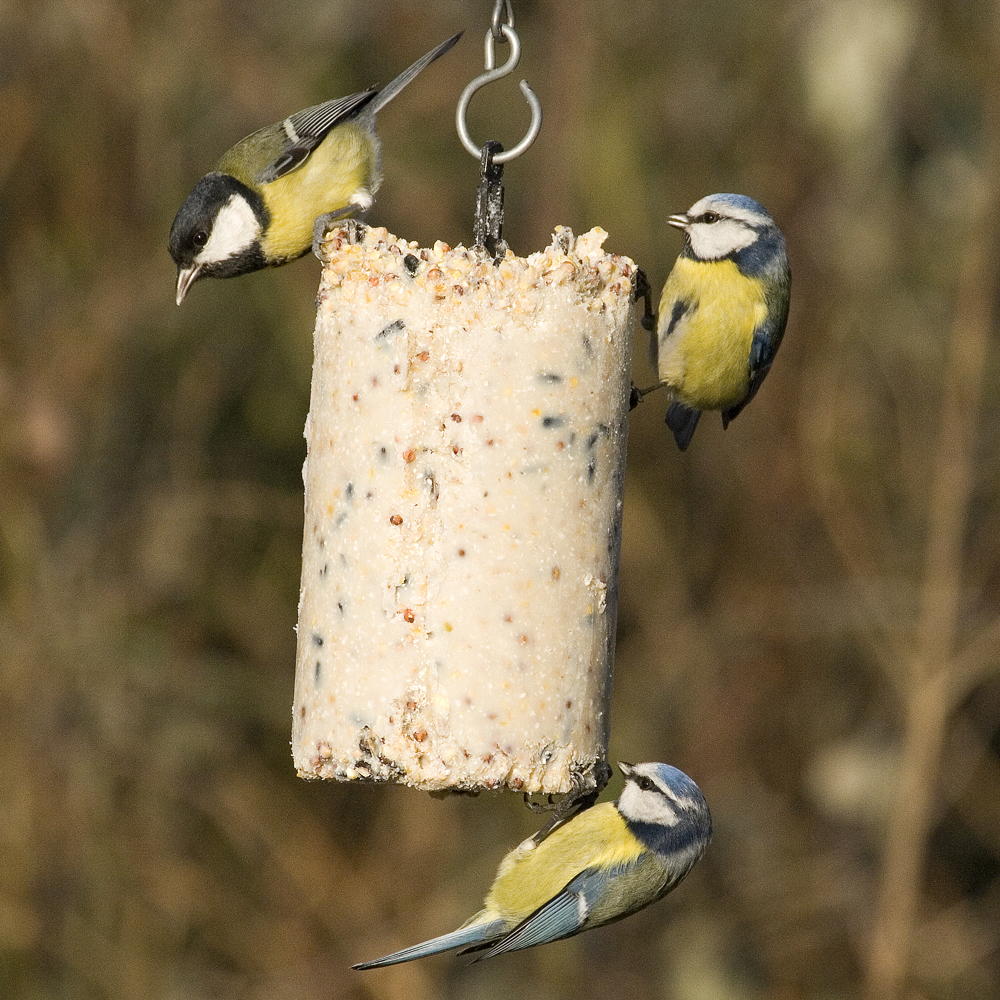 Proud leaders of the British bird food market